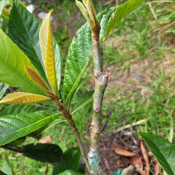 6 Rare BIG FRUIT Loquat Cuttings, White Flesh Hybrid, Big Jim ...