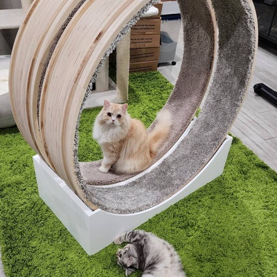 Cat Wheel Cat Toy Exercise Wheel Cute Cat Furniture Circular Treadmill ...