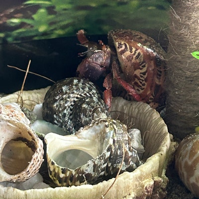 Nessastores Mexican Deep Sea Shell Beach Craft Scallop 2 1/2 3 20 PCS ...