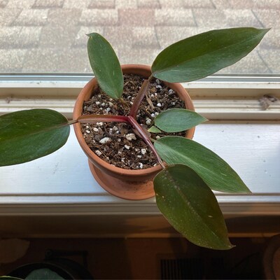 Alocasia tiny Dancer Starter Plant ALL STARTER PLANTS Require You to ...