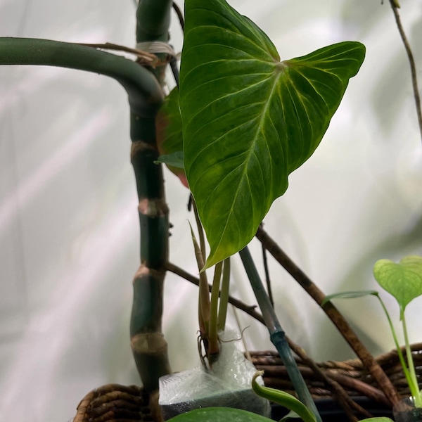 Anthurium Panamense 2514 Exact Plant Rare Exotic Tropical Plants Free ...
