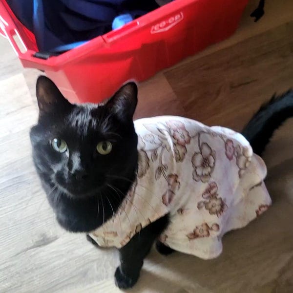 Cheongsam / Qipao Dress for Cats PDF Digital Sewing Pattern | Chinese ...