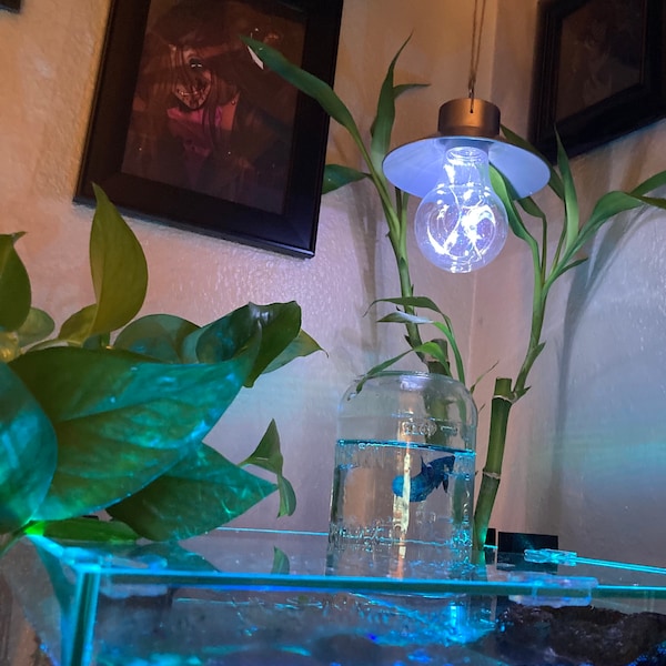 Inverted Betta Tank Holder, Panoramic View for Betta Fish, 360 View for ...