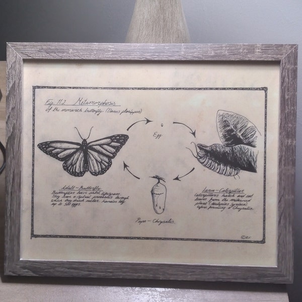 Pen and Ink Butterfly Metamorphosis Drawing Print 8x10 Vintage -like ...