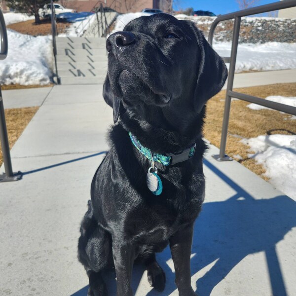 Sailboat Dog Collar - Etsy