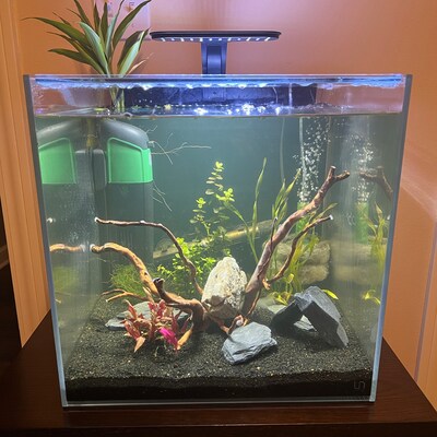 BUY 2 GET 1 FREE Corkscrew Val vallisneria Contortionisteasy Live ...