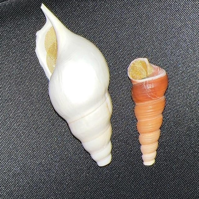 ShellPipe - Etsy