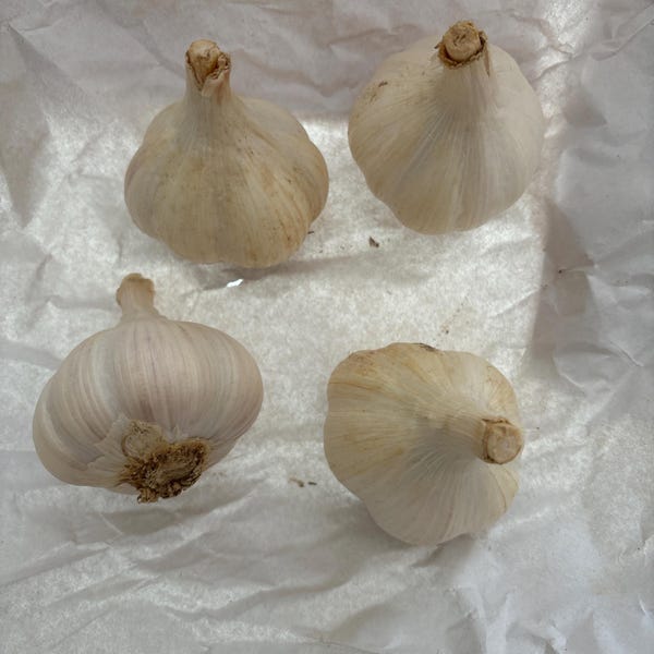 Duganski Culinary Garlic Bulbs Small Size: 1 5/8 to 1 7/8 Organically ...