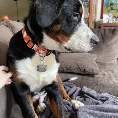 Keychain, Key Fob, Llama Keychain, Llama Key Fob, Animal Key Fob ...