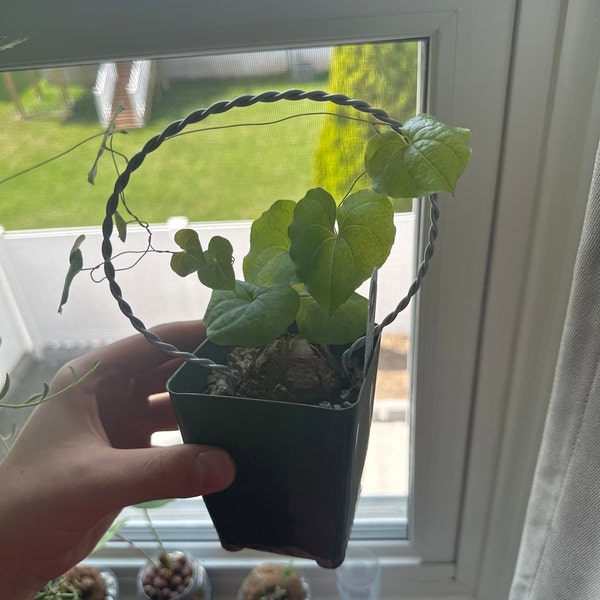 Stapelia Rufa - Etsy