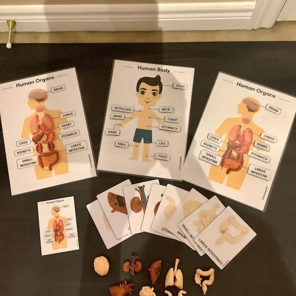 Body Parts Cards Montessori Materials Homeschool Body Part Real ...