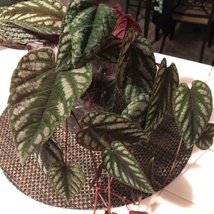 Cissus Discolor Javana Climbing Rex Bogonia 6 Inch or 8 Inch - Etsy