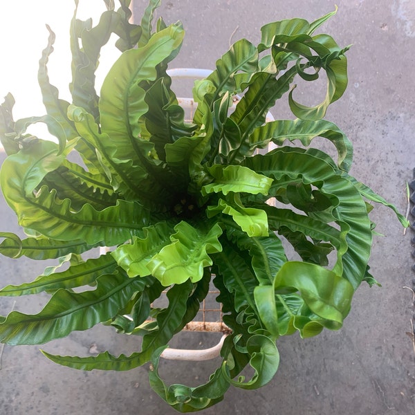 Hurricane Bird’s Nest Fern Asplenium Antiquum - Etsy