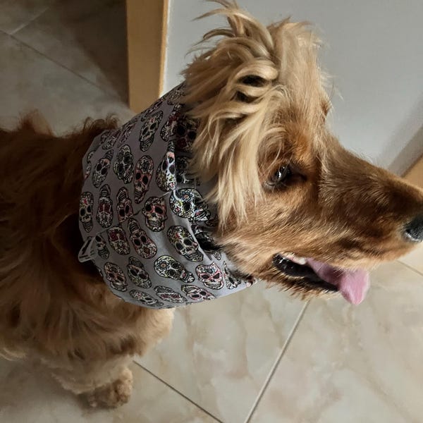 Waterproof Dog Snood | Cocker Spaniel Snood | Basset Hound Snood ...