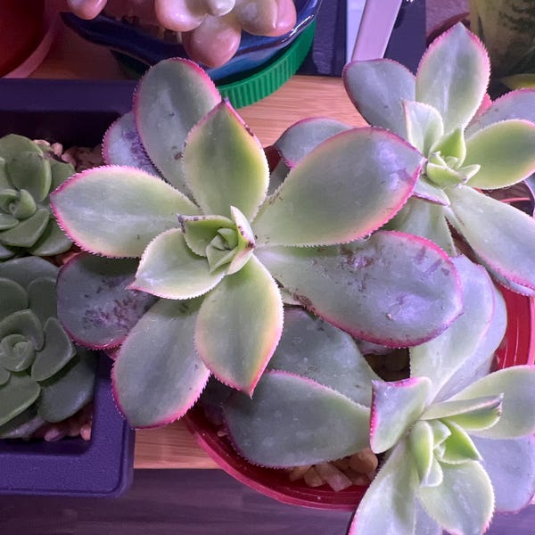 Aloe Ghost - Aloe Striata Hybrid 'ghost Aloe' Beautiful Real Aloe Plant ...