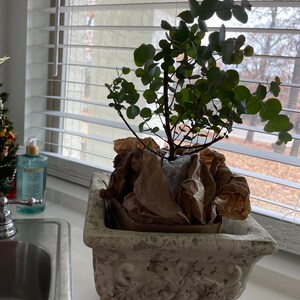 Rabbiteye Blueberry titan - Etsy