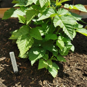 Garden and Plant Markers Herb Garden Spice Garden Garden - Etsy