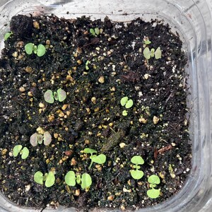 Billy Button Seeds, Craspedia, Billy Balls, Craspedia Globosa CD0150 - Etsy