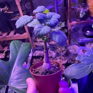 Bonsai Mint plectranthus Ernstii Caudex - Etsy