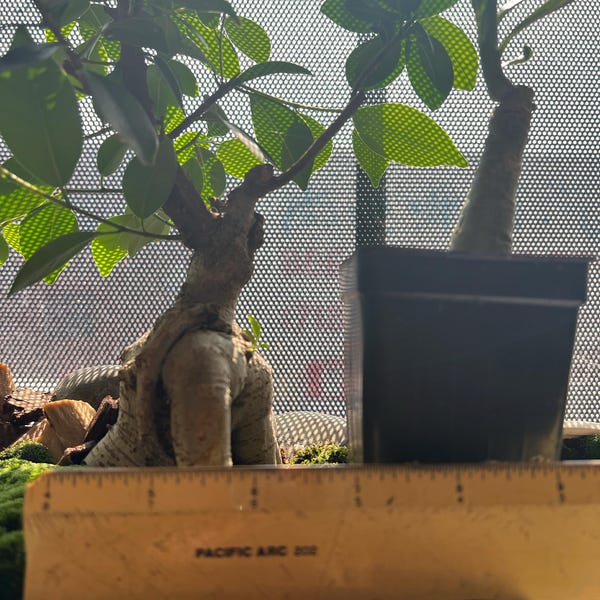 1 Grafted Double "purple Fire" Adenium /desert Rose Plant. 5-7 Inch ...