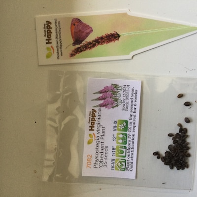 Mignonette Reseda Odorata Rare 1200 Seeds Flower Scented - Etsy