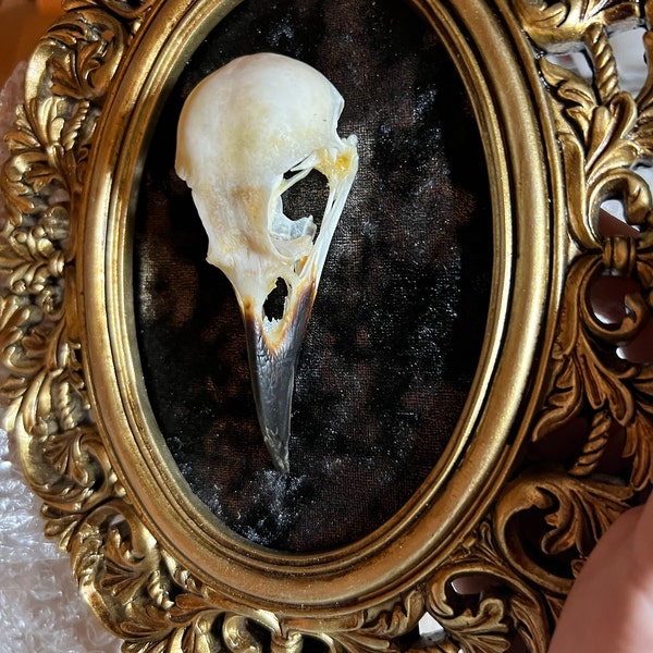 Glass Coffin Shelf Display - Etsy