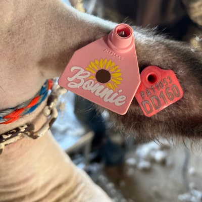 Custom Engraved Livestock Ear Tag Laser Engraved Goat Pig Sheep Ear ...