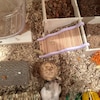 Hamster Stairs, Bridge, Ladder, in Colors (hamster Supplies) (small ...