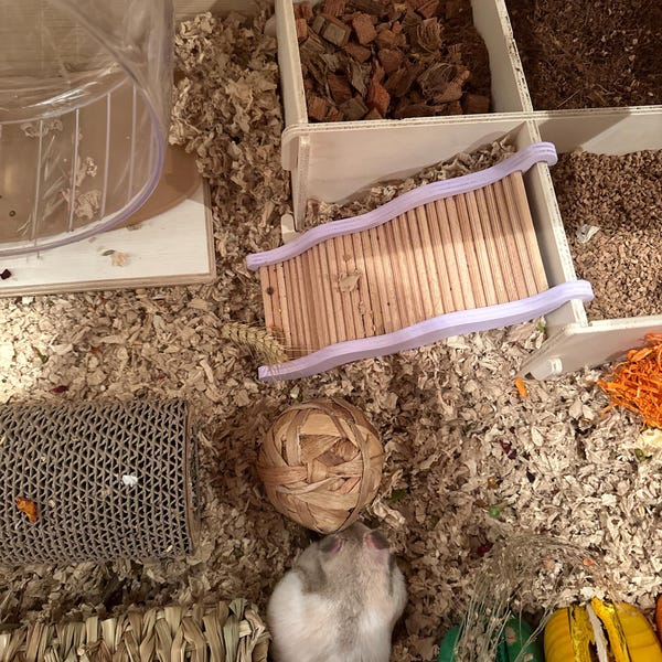 Hamster Stairs, Staircase, Ladder, Bridge, in Natural Wood (hamster ...