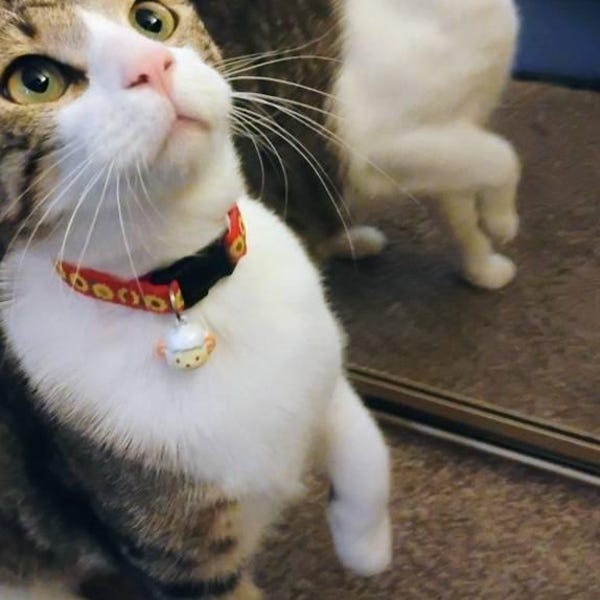 Cat Bells - Special Character Jingle Bells - Cat Collar Bells - Extra ...