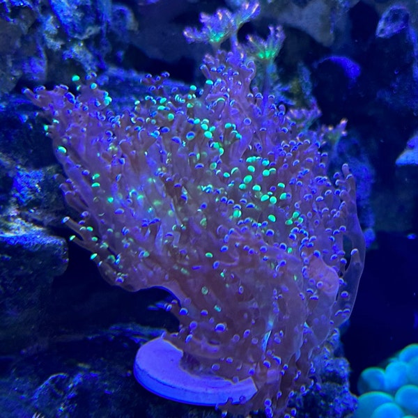 Bicolor Frogspawn Coral Frag Saltwater Aquarium Corals - Etsy