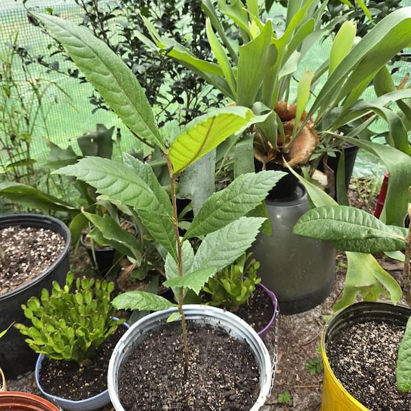 Inca Nut, Sacha Inchi (plukenetia Volubilis) Live Plant! - Etsy