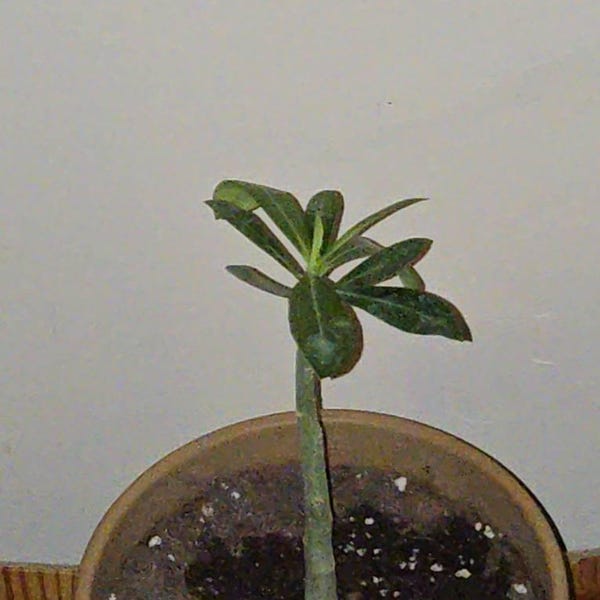 Desert Rose Picotee Adenium Obesum Starter Plant - Flowering Plant ...