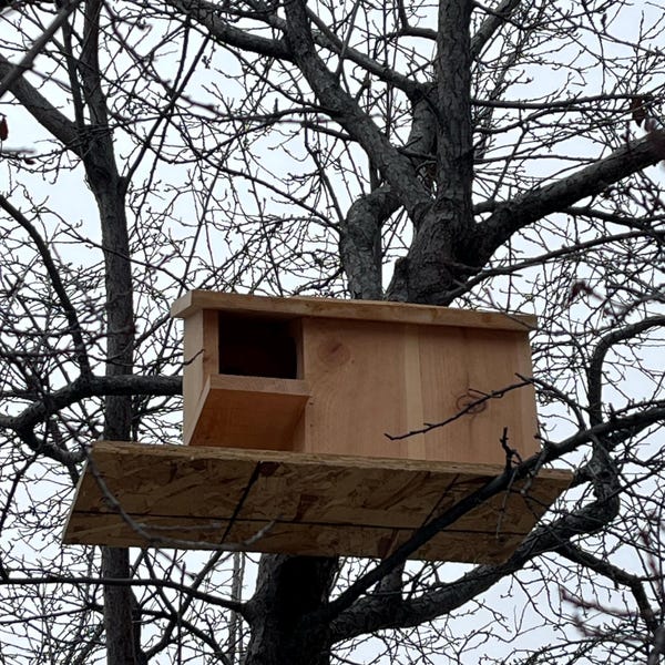 Squirrel House/nesting Box - Etsy