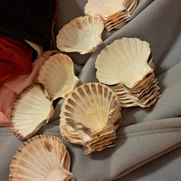 Mixed White Seashells Beach Wedding Decor Sea Shells Assorted Display ...