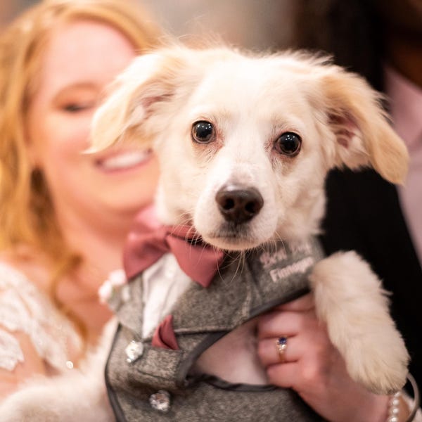 Wedding Day Dog Suit Attire for Dogs, Suit Harness for Dogs, Special ...