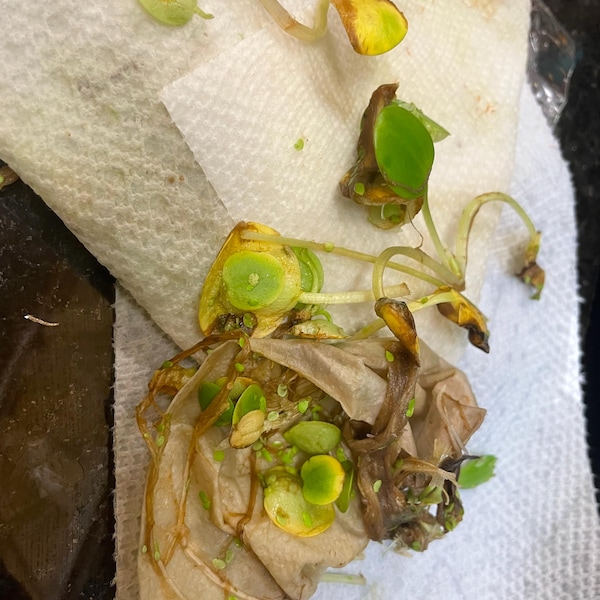 Laurelin and Telperion Two Trees of Valinor, Tolkien Art of Yavanna's ...