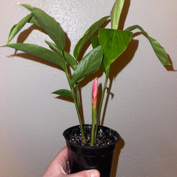 10x Seeds Giant Passionfruit Giant Granadilla, Rare, Exotic, Delicious ...