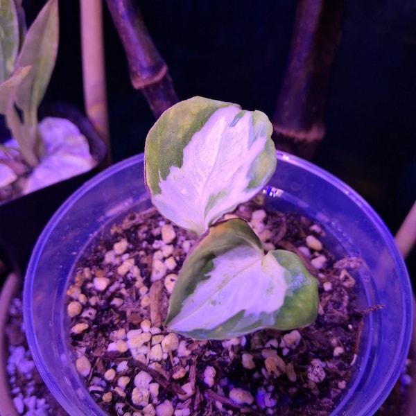 Variegated Maranta Prayer Plants, Beauty Kim Variegated, High ...