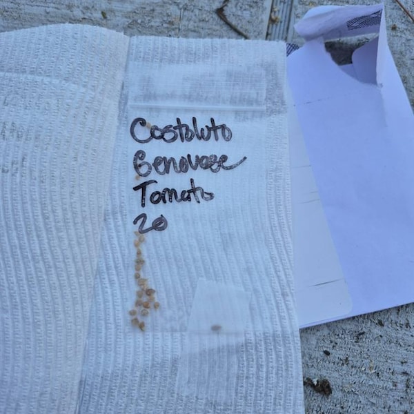 Costoluto Genovese Tomato Seeds: Heirloom Garden Variety - Etsy
