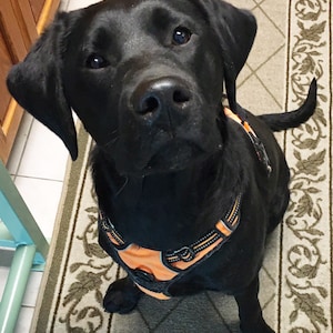 Modified Hoxsey With or Without Boneset - Etsy