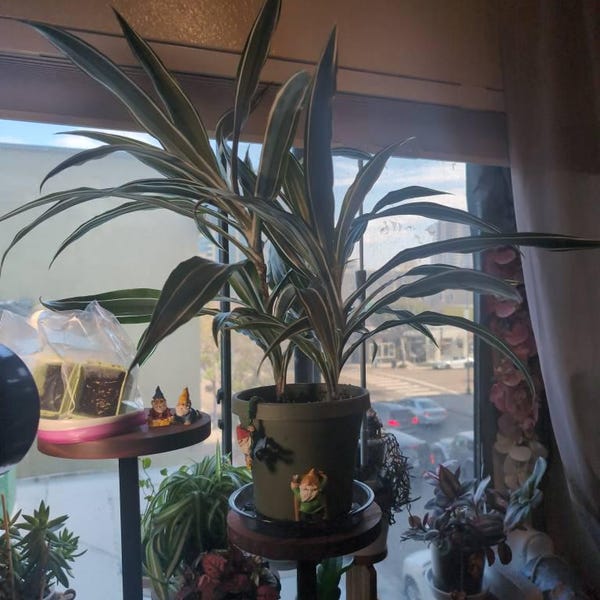 Scindapsus Pictus Platinum Java - 6" From Myplants - Etsy