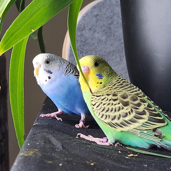 25 Closed Bird Leg Bands Aluminum Custom Laser Engraved in USA - Etsy