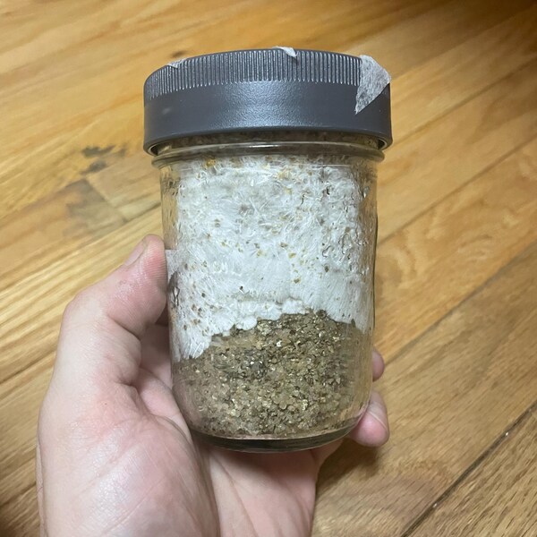3 Pack | 5lb Milo Sorghum Grain Spawn| Sterilized Grain for Mushrooms ...