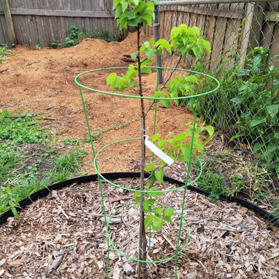 RARE Governor's Plum flavourtia Indica Live Fruit Tree Native to Africa ...