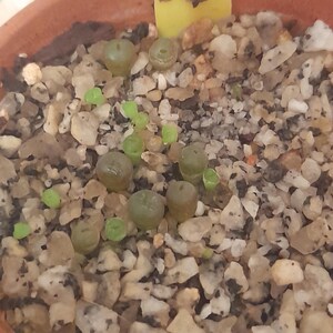 SEEDS Lithops Aucampiae 'jacksons Jade' 20seeds C395 - Etsy