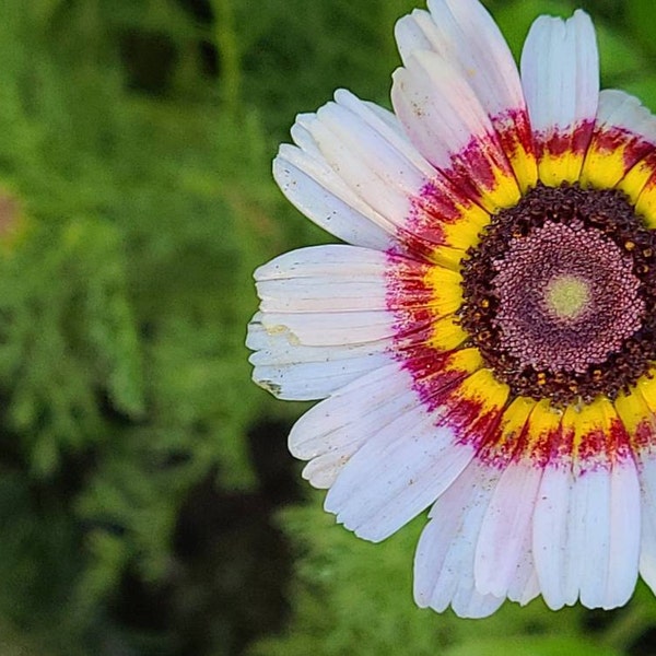 50 WHITE Zulu Prince CAPE DAISY Venidium Fastuosum Alba Flower Seeds - Etsy
