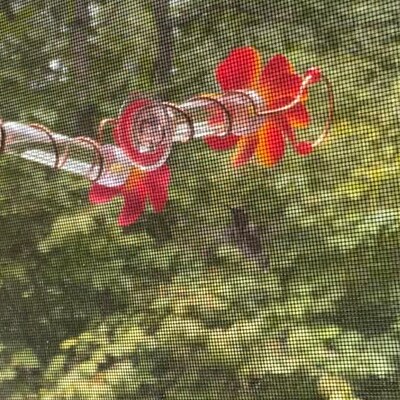 HANDCRAFTED Copper Window Mount Hummingbird Nectar Feeder Realistic Plumeria Flower - Etsy