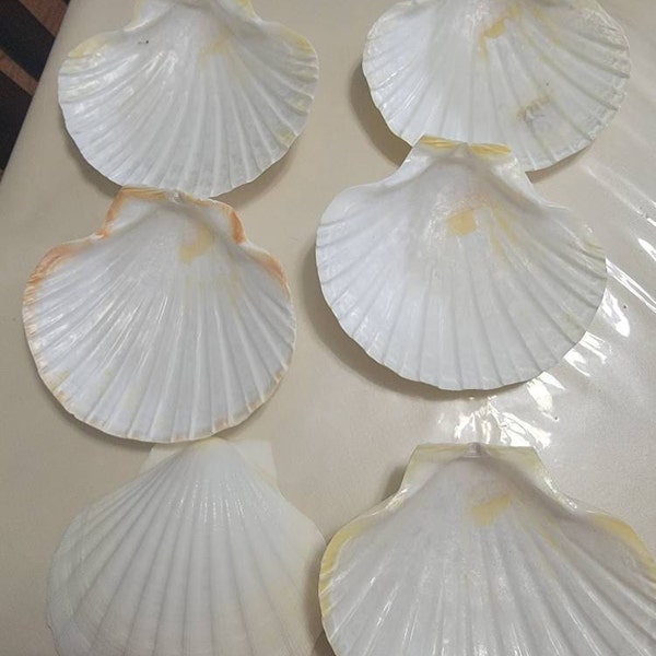 6 Extra Large Real Irish Baking Scallop Shells (4 1/2"- 4 7/8 ...