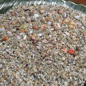 TRANSLUCENT JINGLE SEASHELLS 10-50pcs Coastal Beach | Etsy